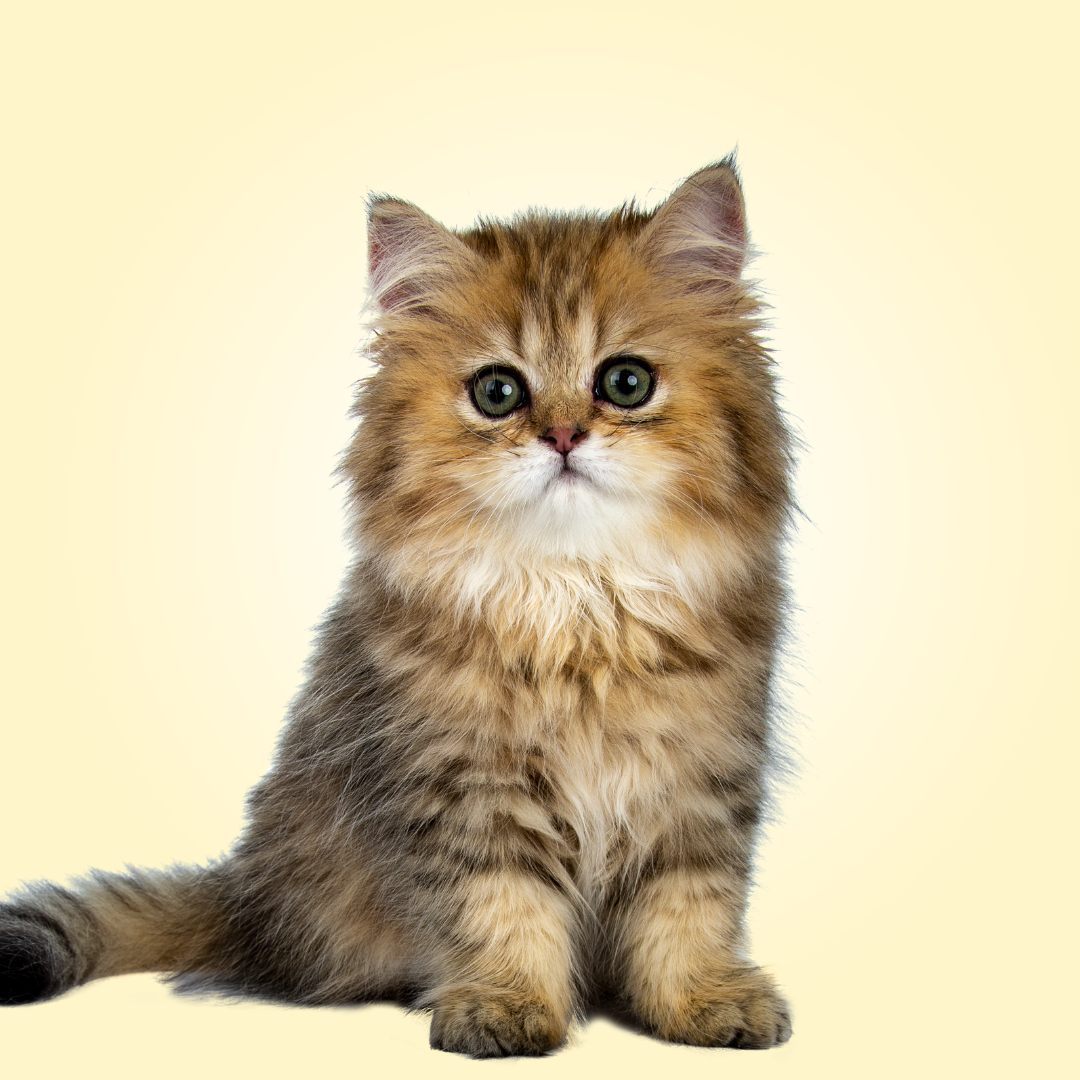 Cats – Scout & Zoe's