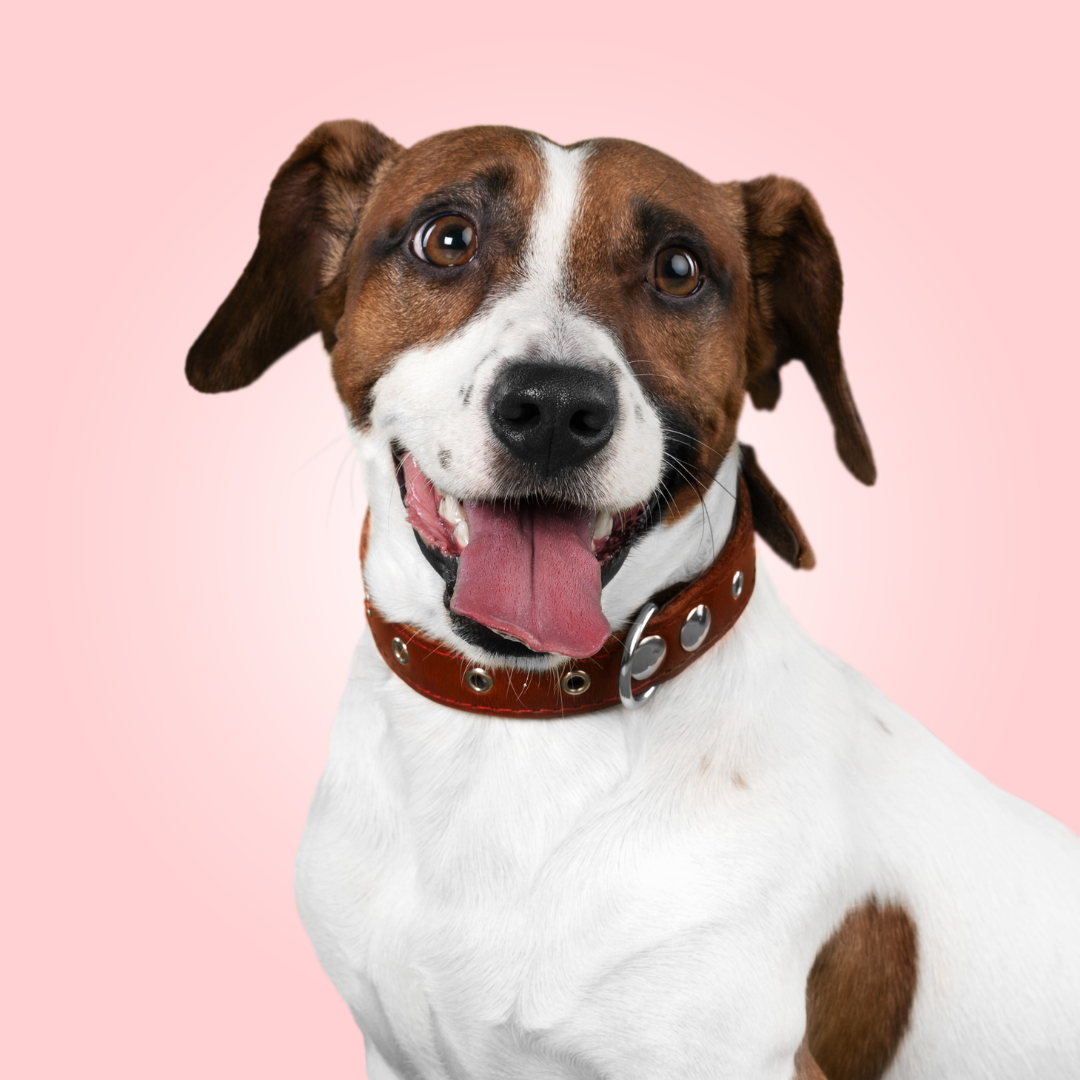 Dogs – Scout & Zoe's